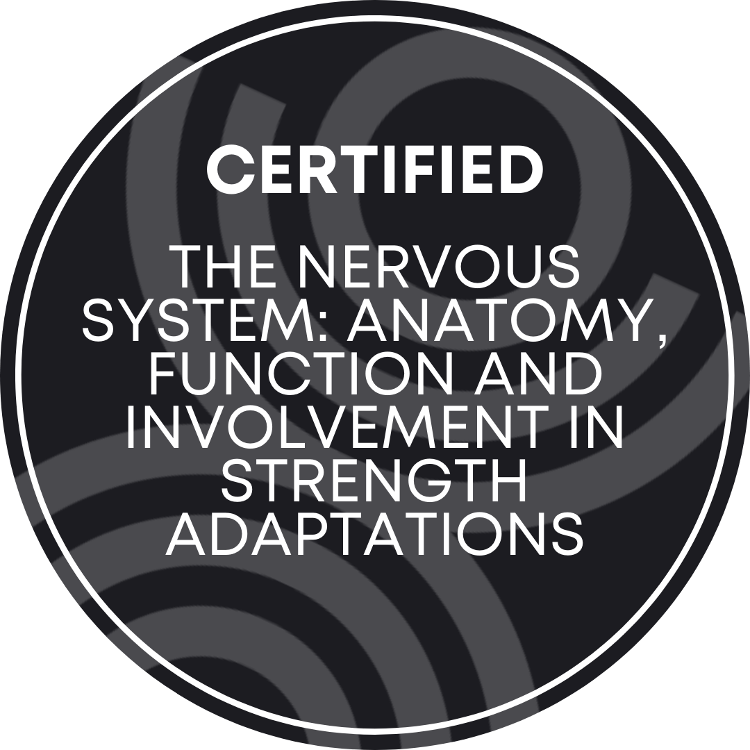 The Nervous System Anatomy Function And Involvement In Strength