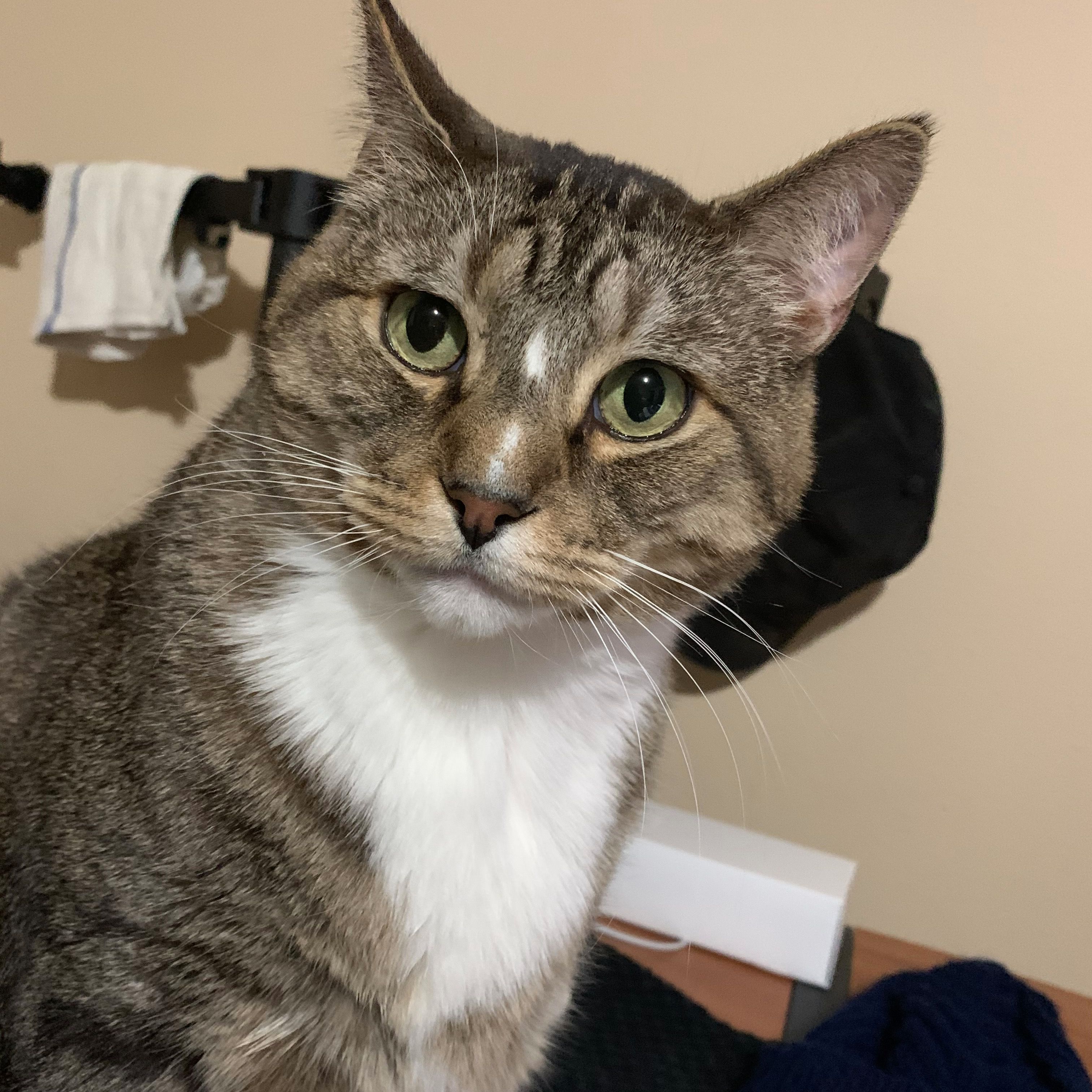 Cisco Certified Specialist - Collaboration Core - Credly